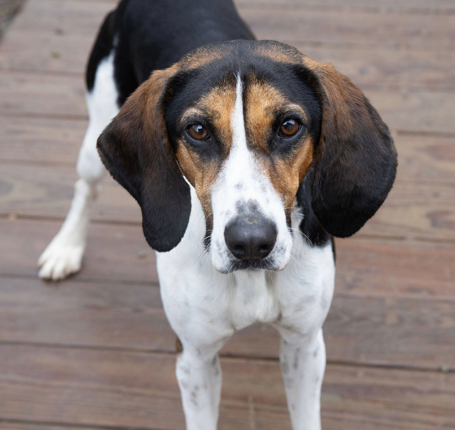 Suzy Is NCCR Dog Of Week | News, Sports, Jobs - Post Journal